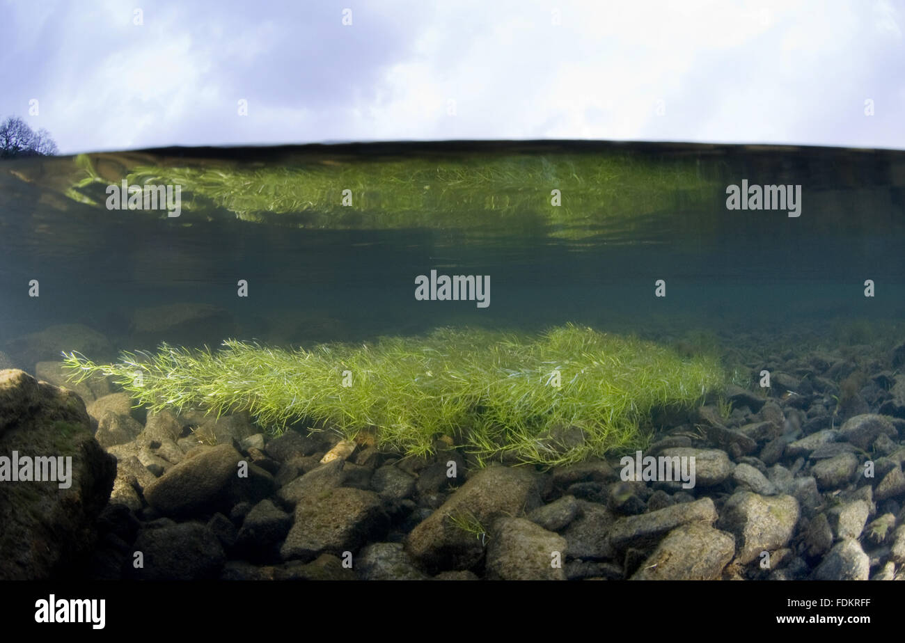 River plants uk underwater hi-res stock photography and images - Alamy