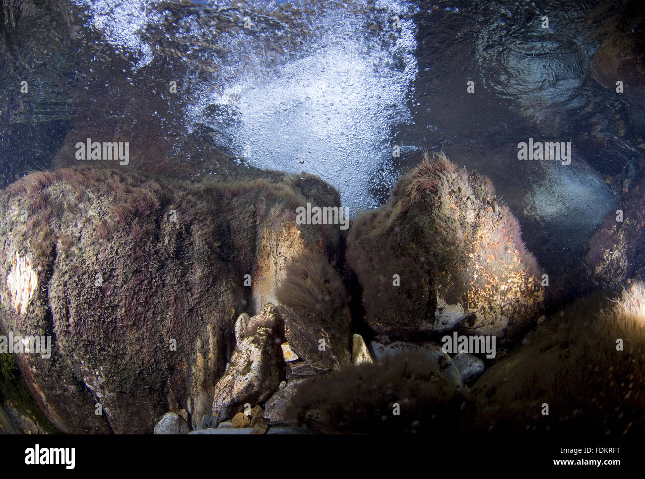 The underwater landscape within a mountain stream, Afon Nant Peris ...