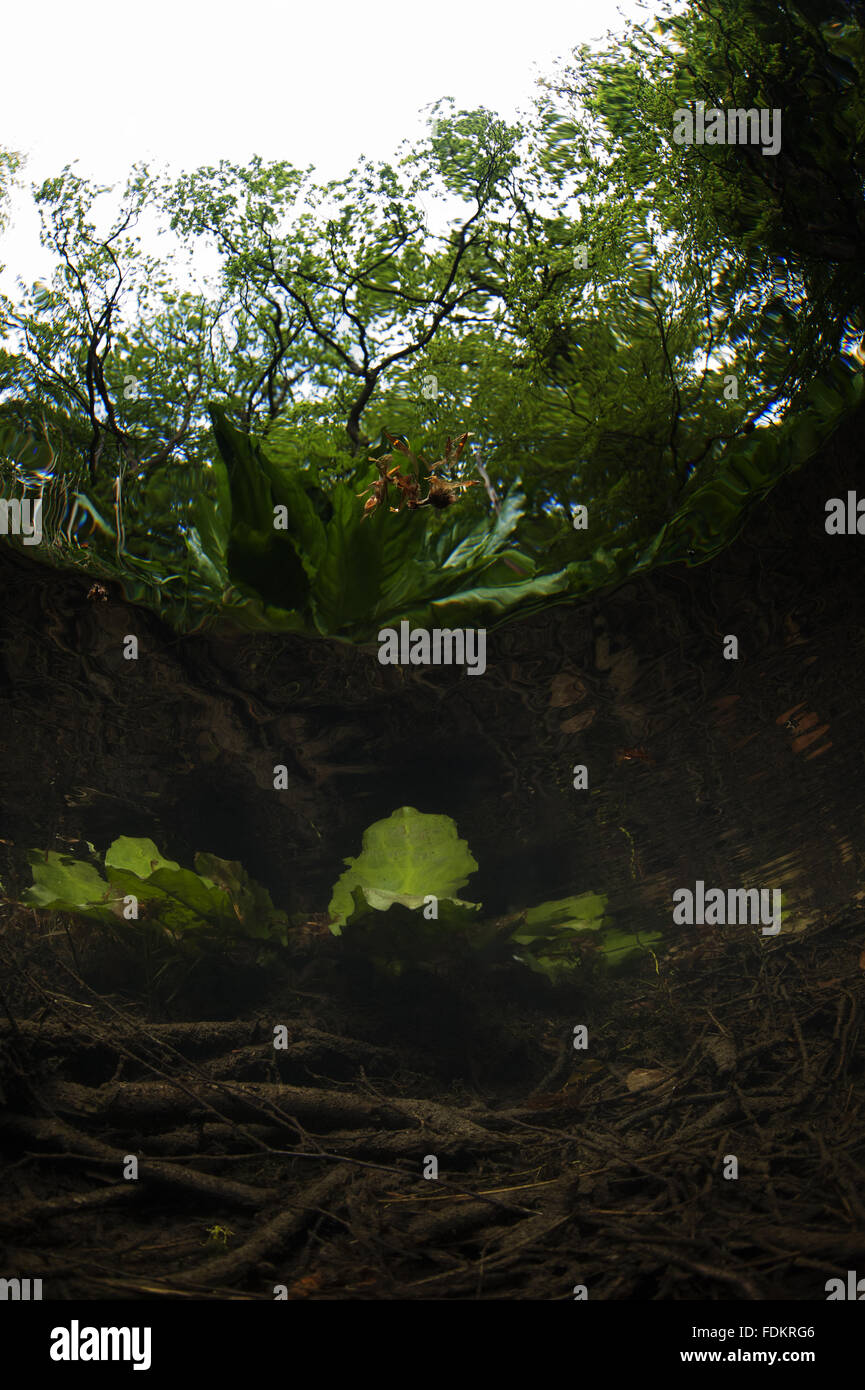 An underwater view of a woodland stream habitat with aquatic plants ...