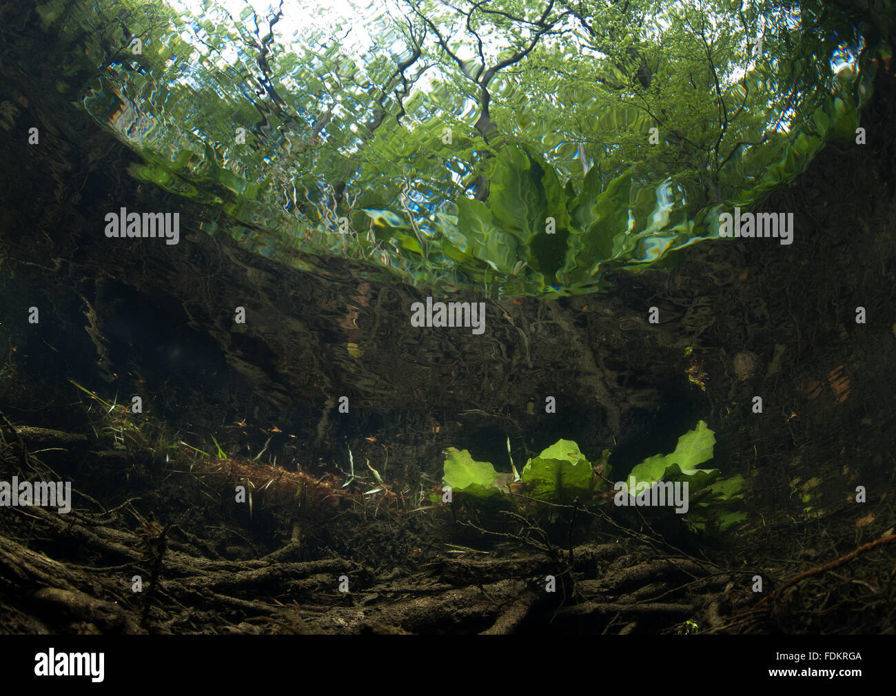 Aquatic Stream Habitat