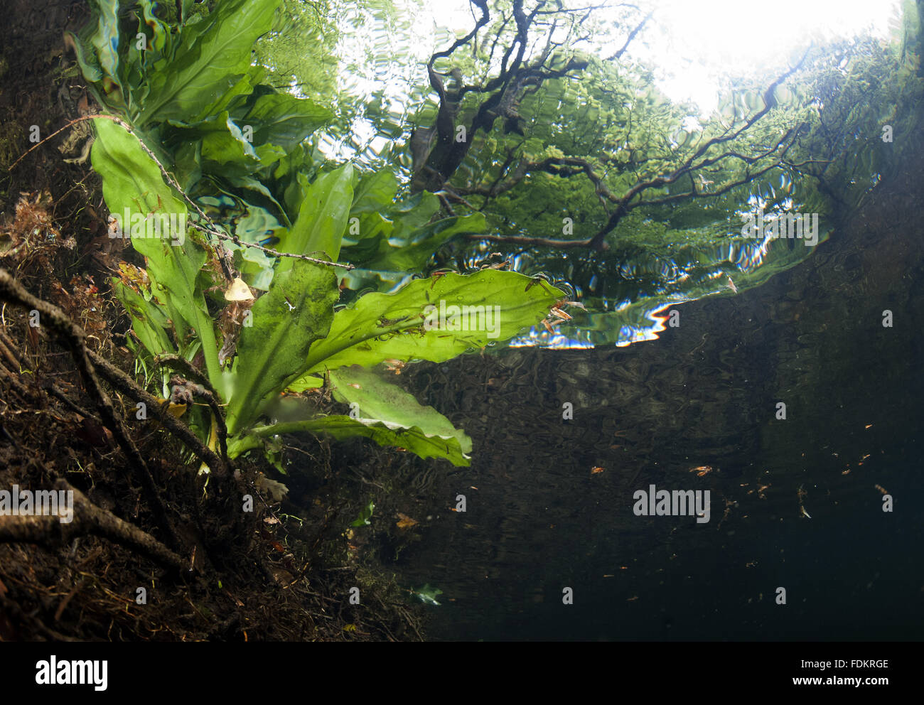 An underwater view of a woodland stream habitat with aquatic plants ...