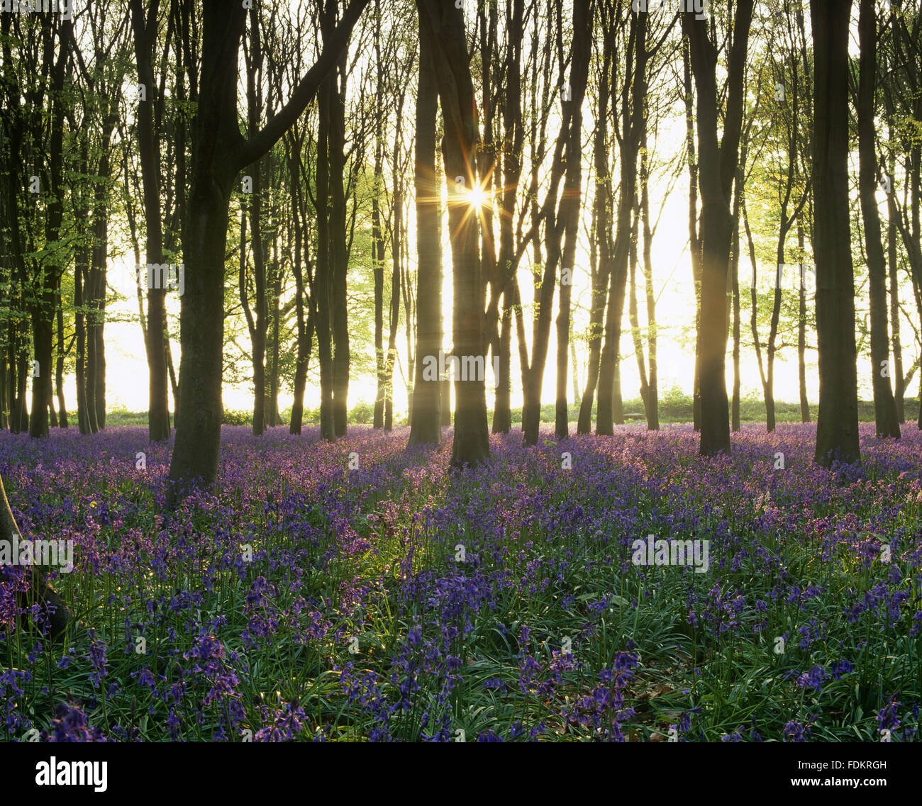 Bluebells in the early morning sun at Badbury Clump, on the Buscot and ...