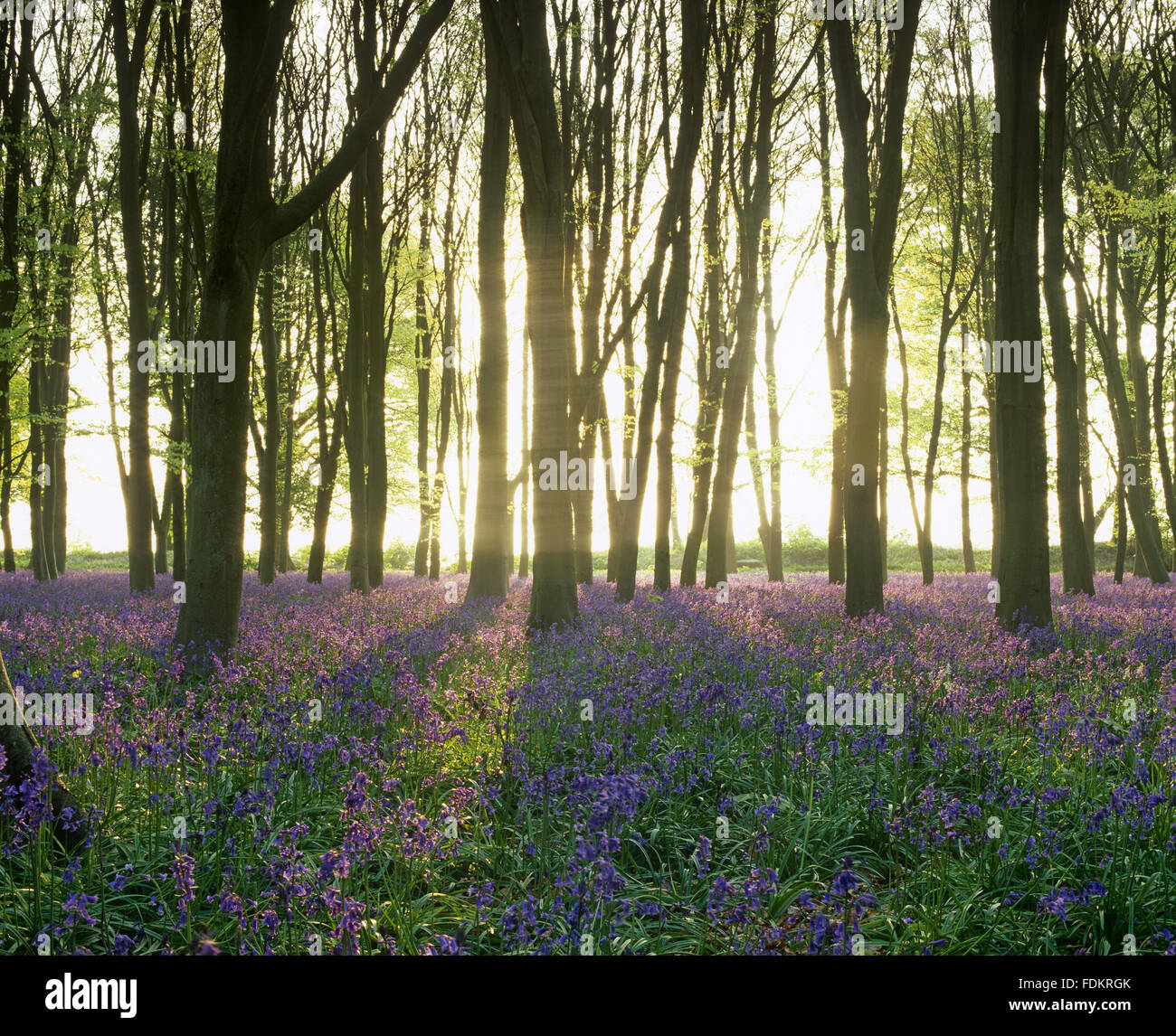 Bluebells in the early morning sun at Badbury Clump, on the Buscot and ...
