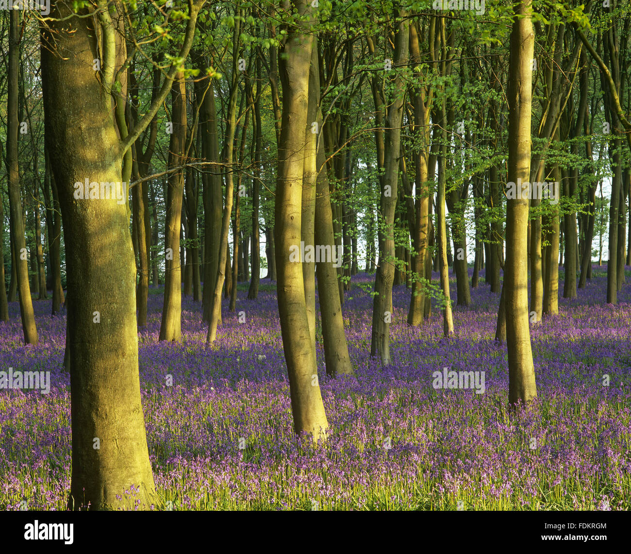 Bluebells in the early morning sun at Badbury Clump, on the Buscot and ...