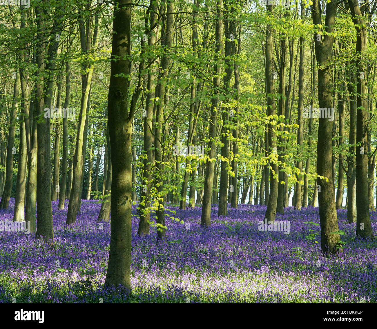 Bluebells in the early morning sun at Badbury Clump, on the Buscot and ...