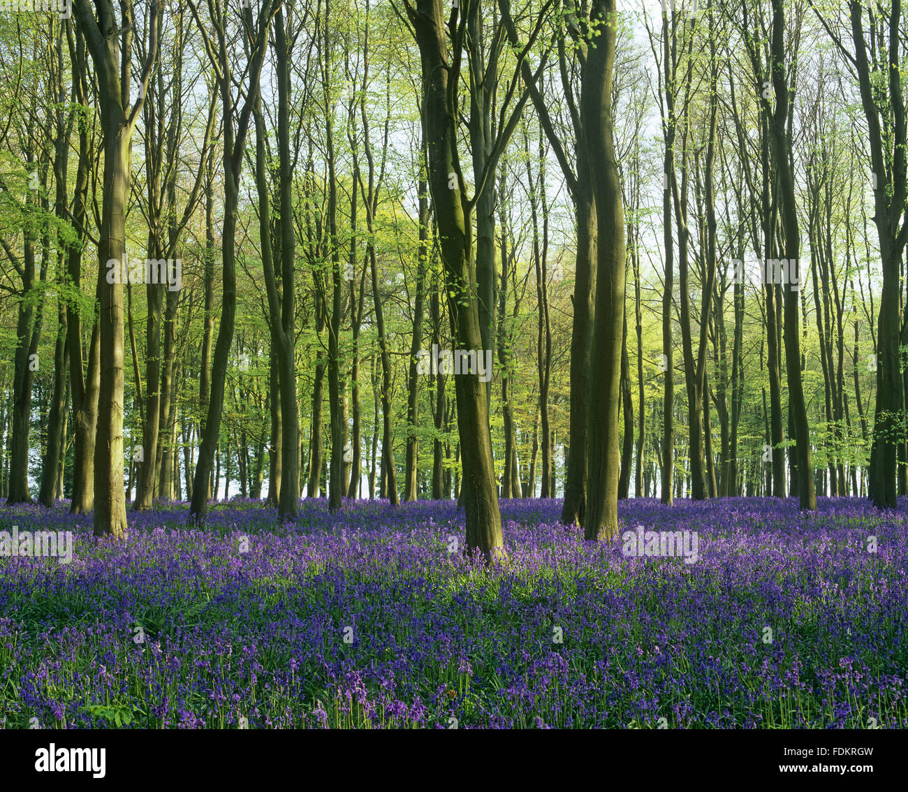 Bluebells in the early morning sun at Badbury Clump, on the Buscot and ...