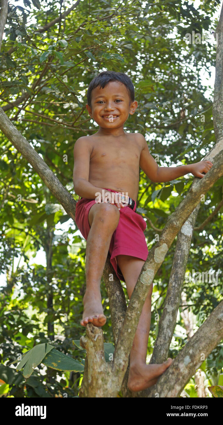 Young boy up a tree Stock Photo - Alamy