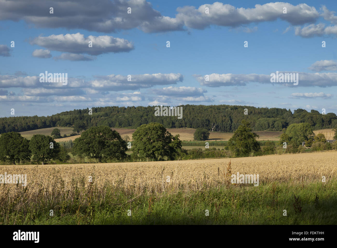 Distant view from the west of Badbury Clump on the Buscot and Coleshill ...