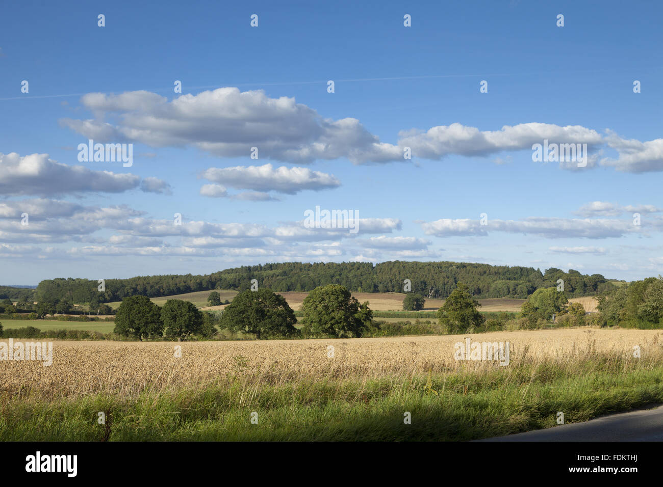 Distant view from the west of Badbury Clump on the Buscot and Coleshill ...