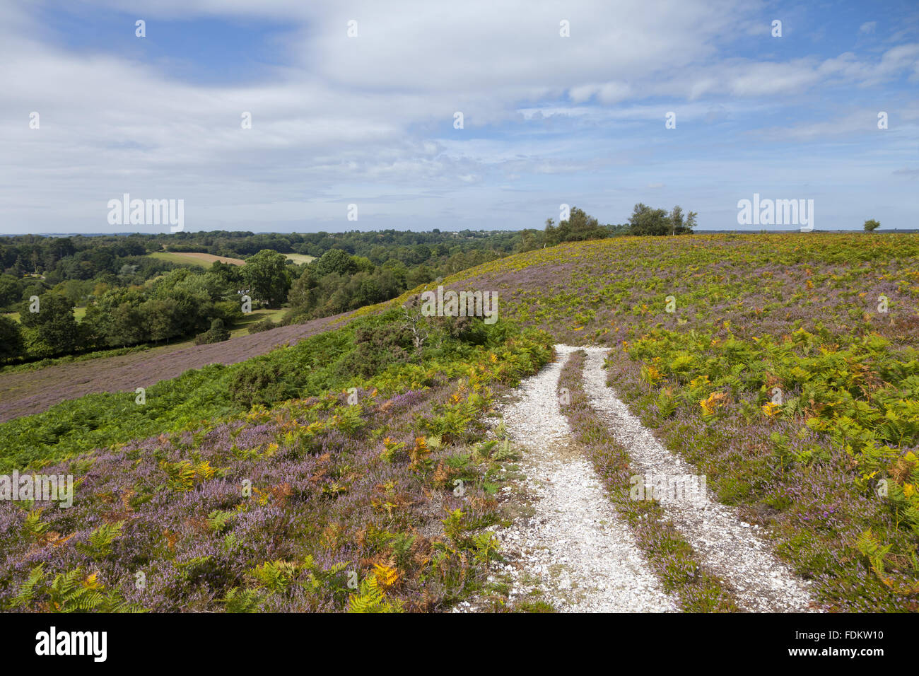 A footpath on Furze Hill, Hampshire, in July Stock Photo - Alamy