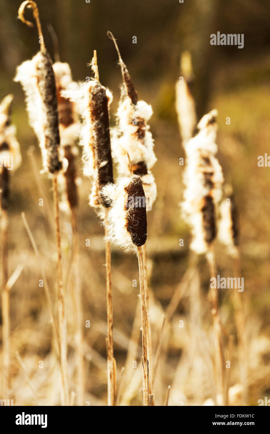 Yellow reed flower hi-res stock photography and images - Alamy