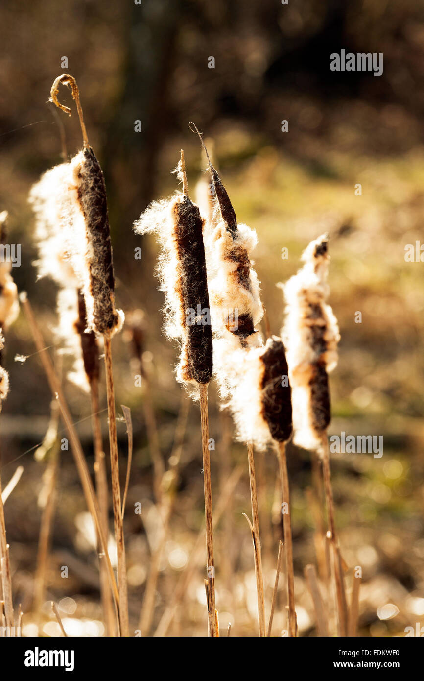 Yellow reeds spring Stock Photo - Alamy