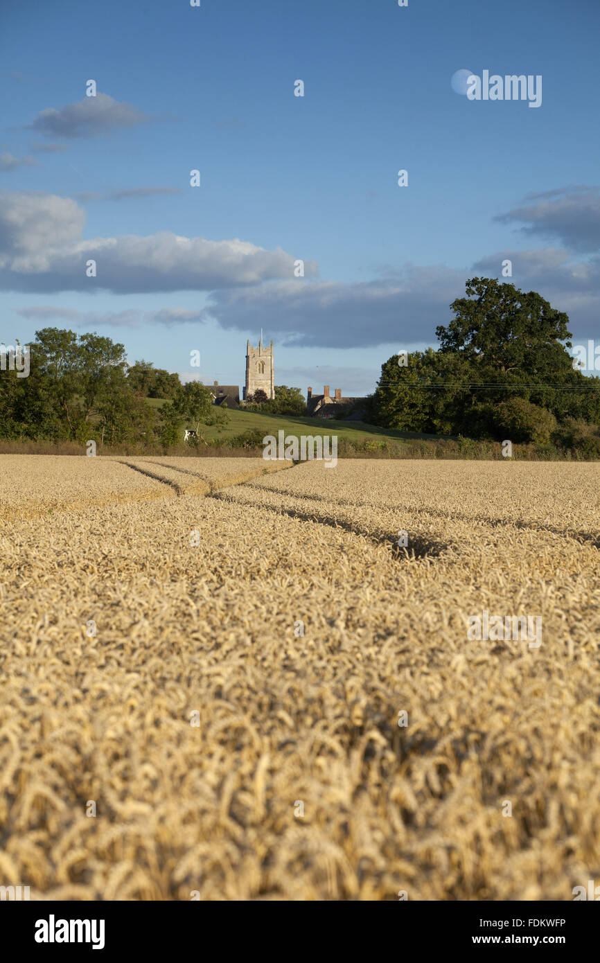 A view over a wheatfield towards Coleshill village, Oxfordshire, on a ...
