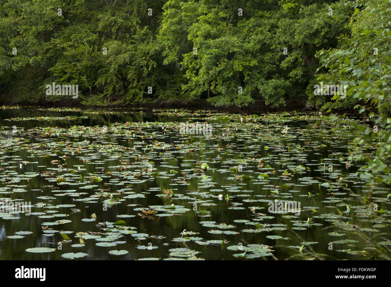 Foxbury plantation hi-res stock photography and images - Alamy