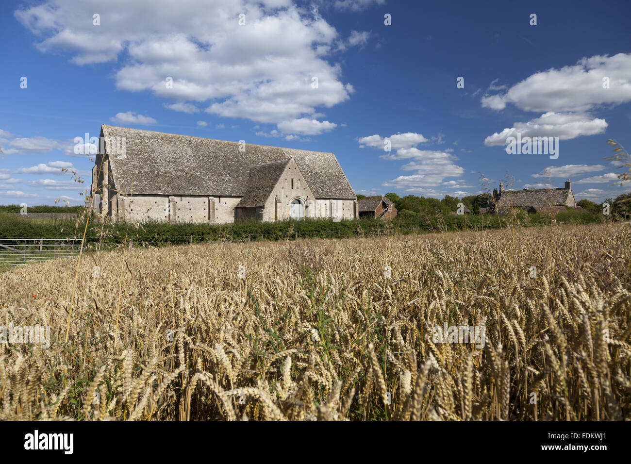 Great Coxwell Barn, Oxfordshire, across wheat field, in August Stock ...