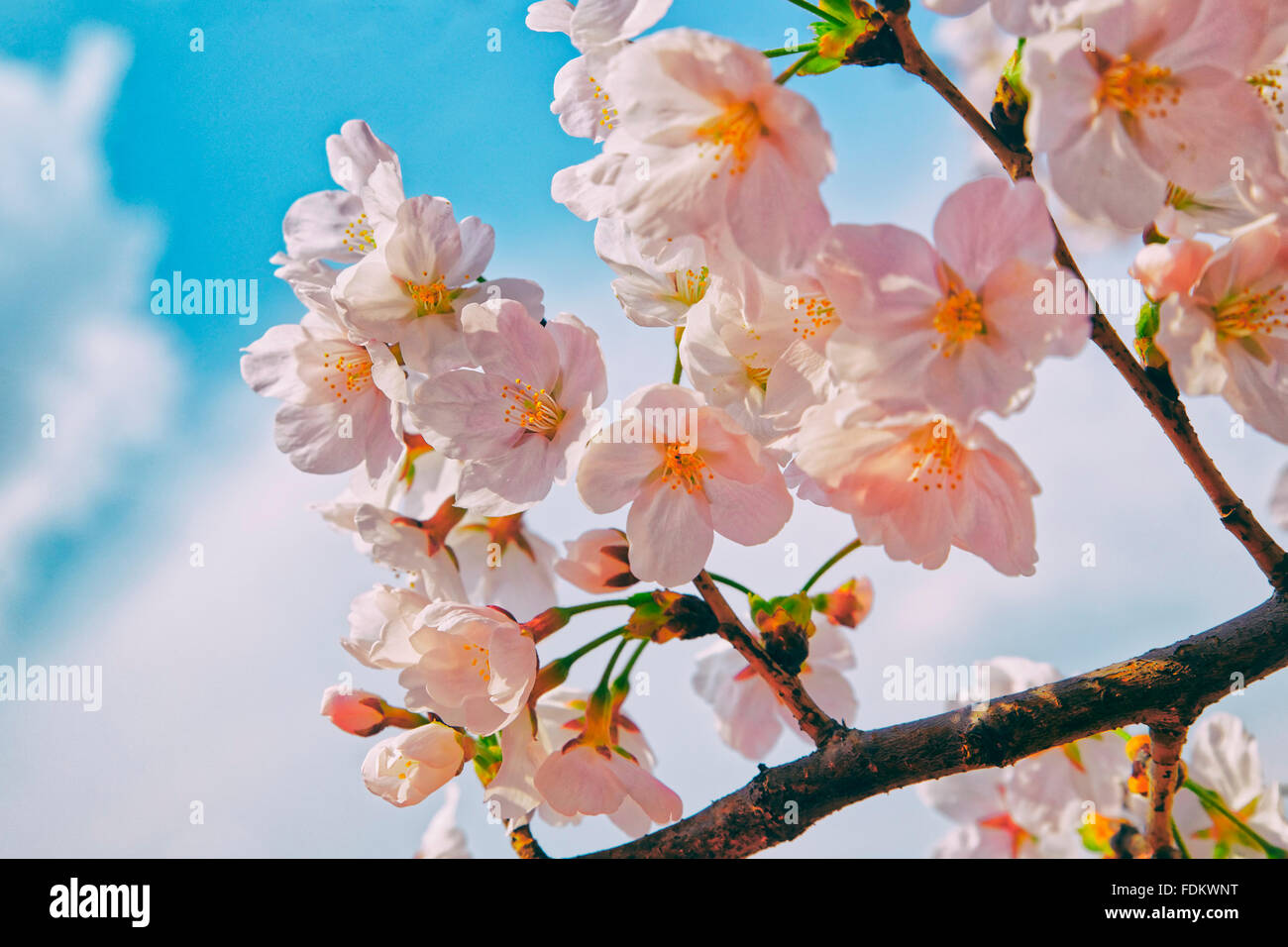 Beautiful cherry blossom sakura with nice blue sky Stock Photo - Alamy
