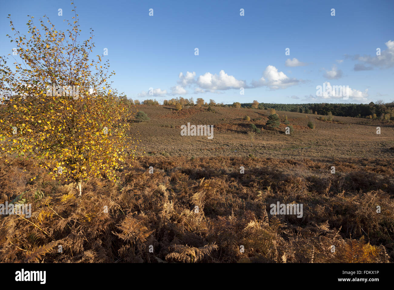 A view of the heathland at Hale Purlieu, Hampshire, in October Stock ...