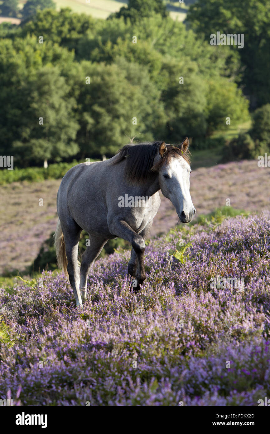Pony on Ibsley Common, New Forest, Hampshire Stock Photo - Alamy