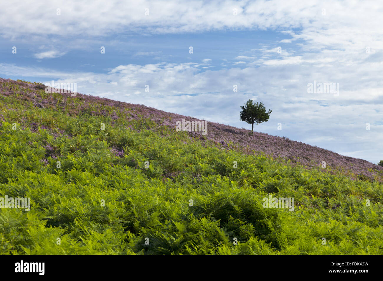 A tree on Ibsley Common, New Forest, Hampshire, in August Stock Photo ...