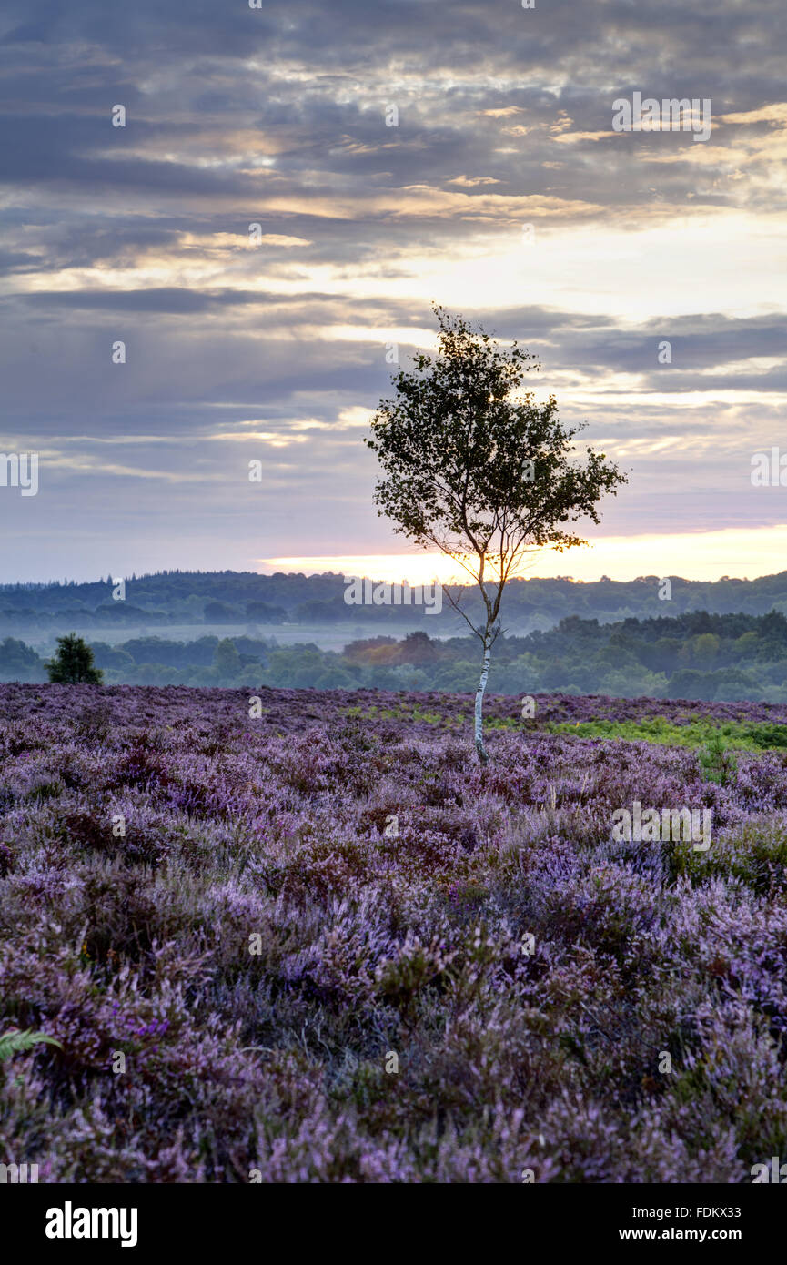 Ibsley common hampshire hi-res stock photography and images - Alamy