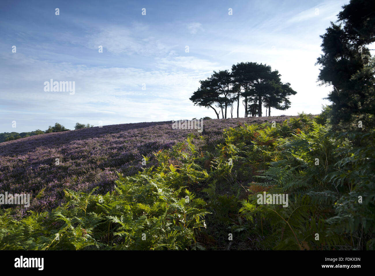 Robin Hoods Stock Photos & Robin Hoods Stock Images - Alamy