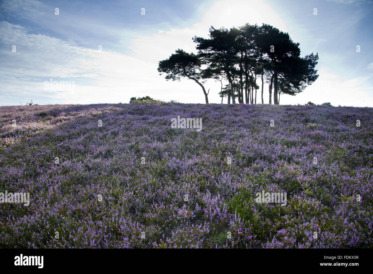 Robin hoods forest hi-res stock photography and images - Alamy