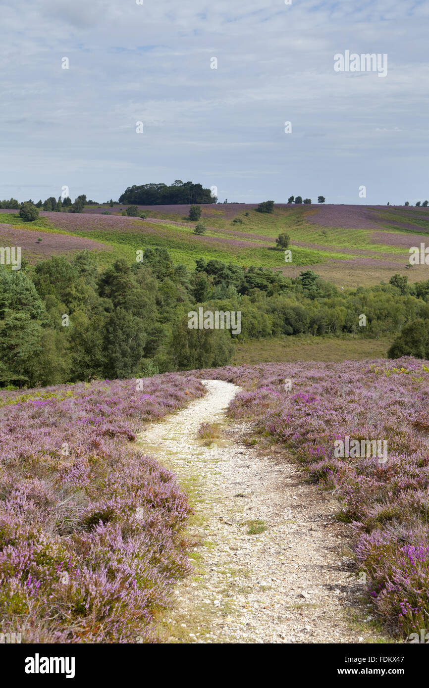 View to Ibsley Common from Rockford Common, Hampshire, in August Stock ...