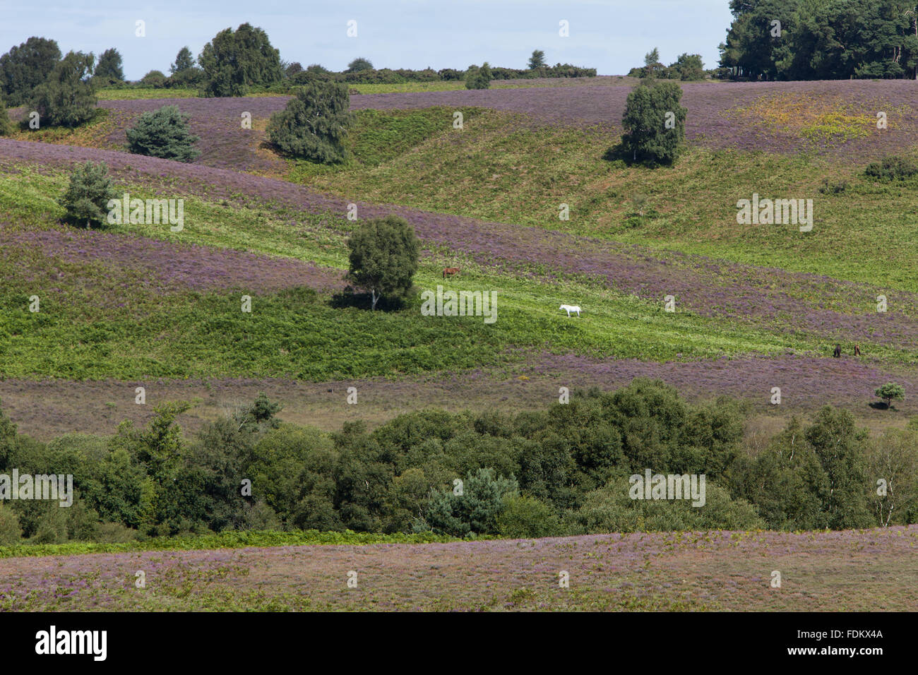 View to Ibsley Common from Rockford Common, Hampshire, in August Stock ...