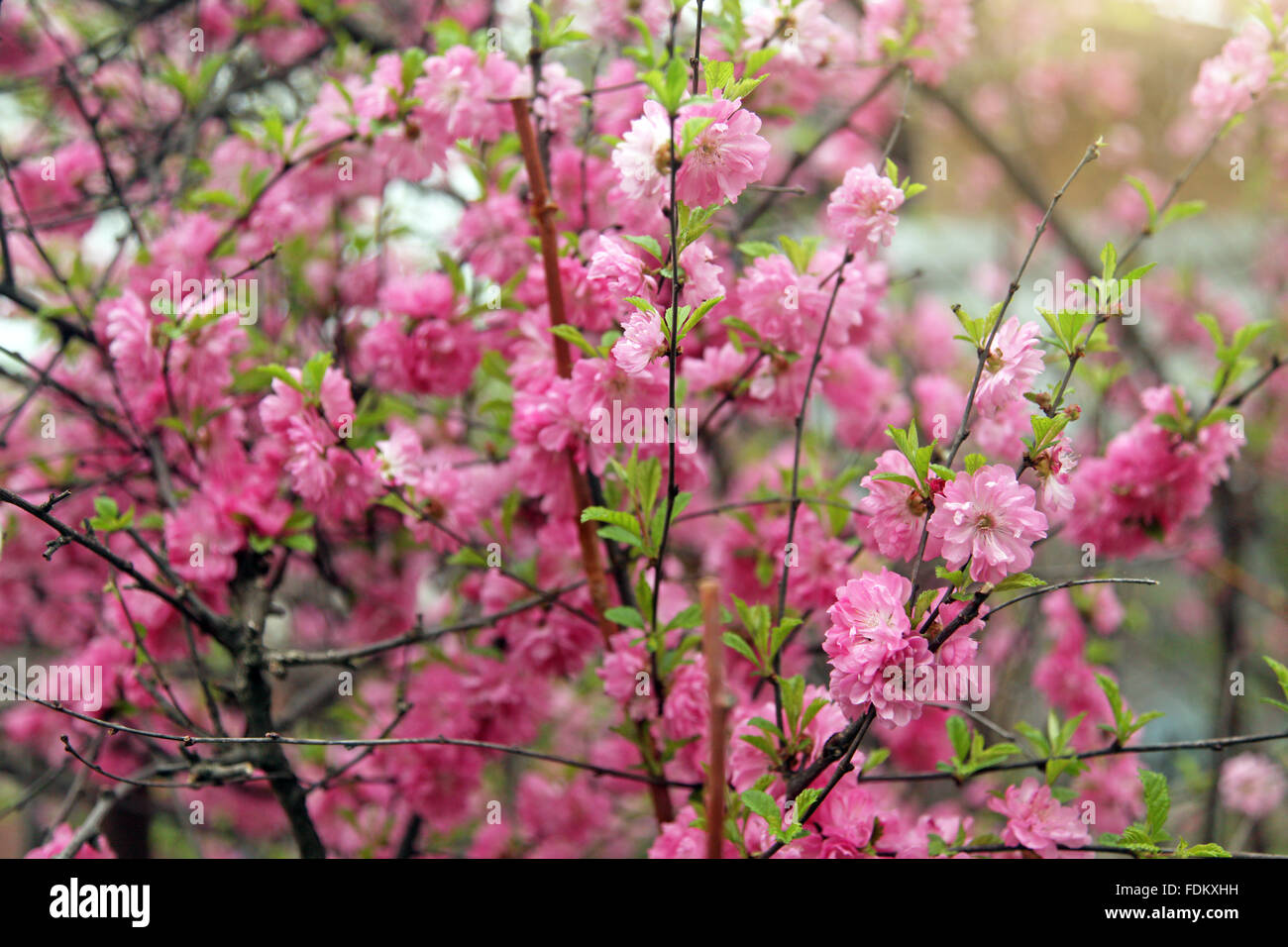 Spring Cherry Blossom Stock Photo - Alamy