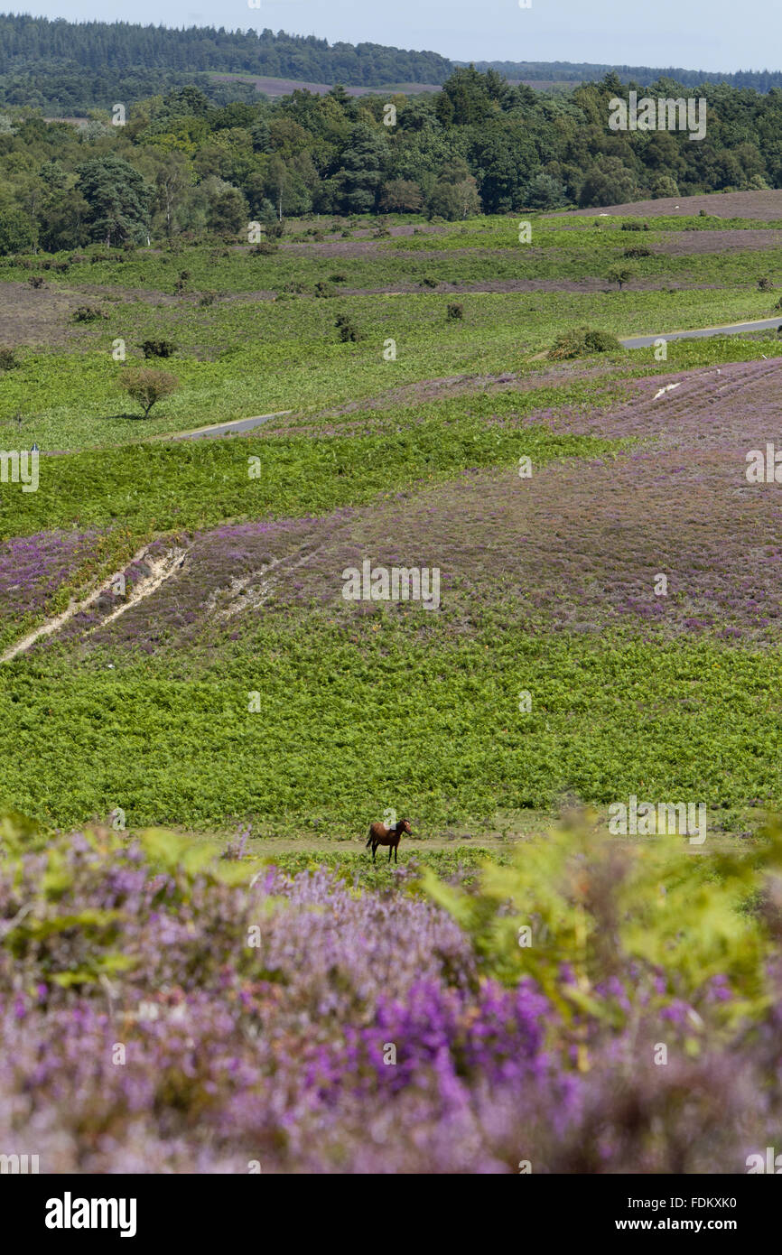 View to Ibsley Common from Rockford Common with a horse, Hampshire, in ...