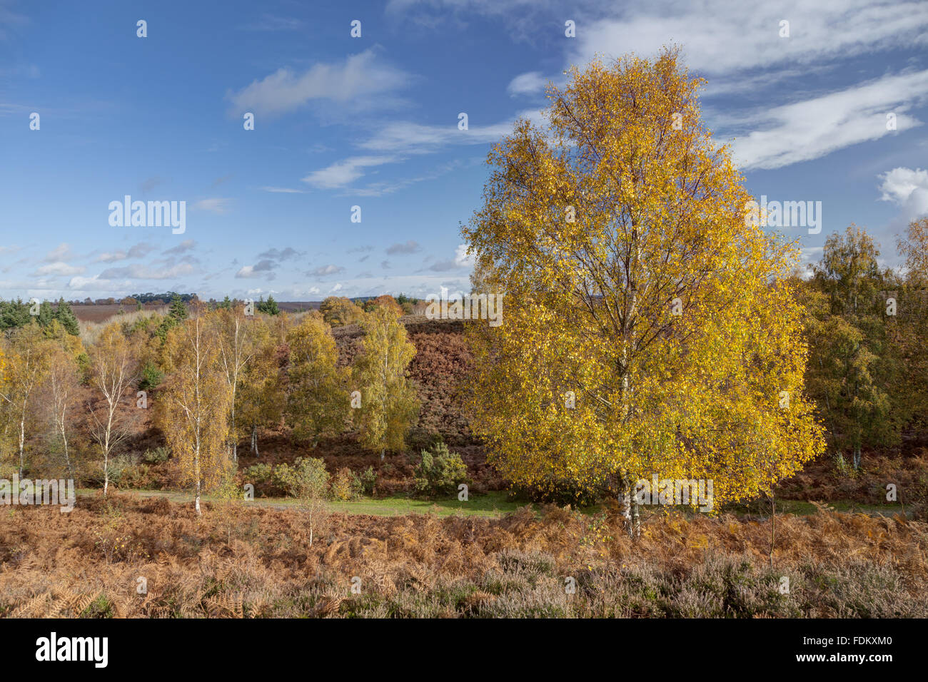View to Ibsley Common from Rockford Common, Hampshire, in October Stock ...