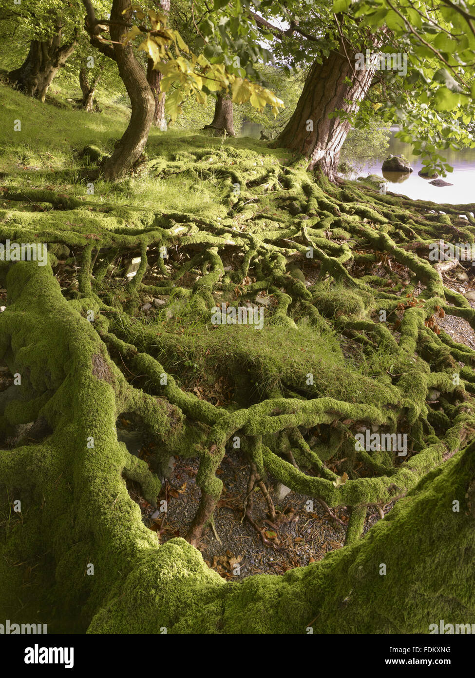 Twisted tree roots at Friar's Crag, Derwentwater, Lake District ...