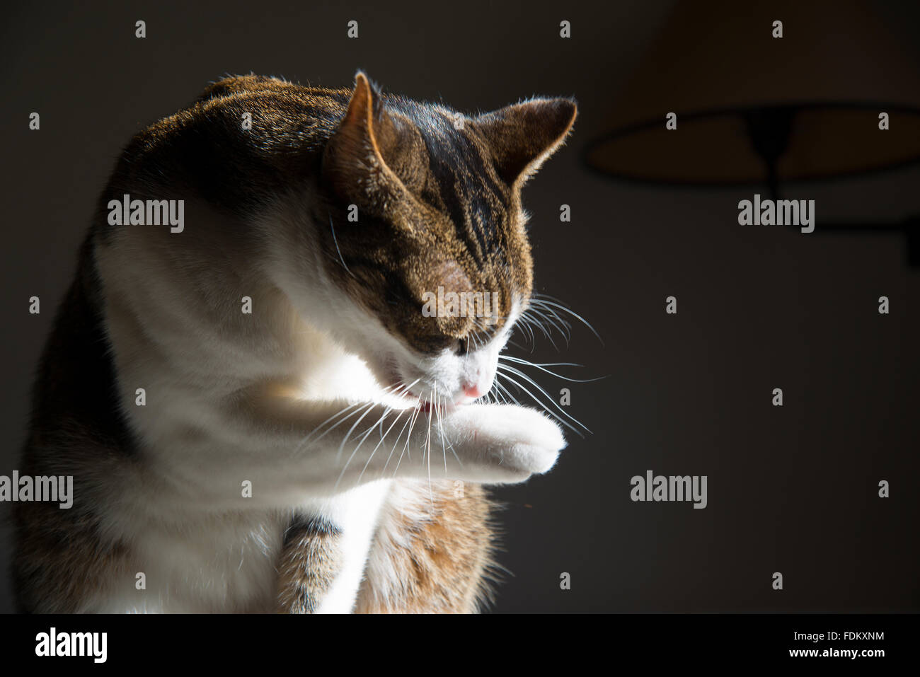 Cat licking his foreleg Stock Photo - Alamy