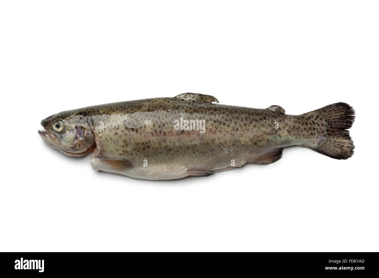 Single fresh trout on white background Stock Photo - Alamy