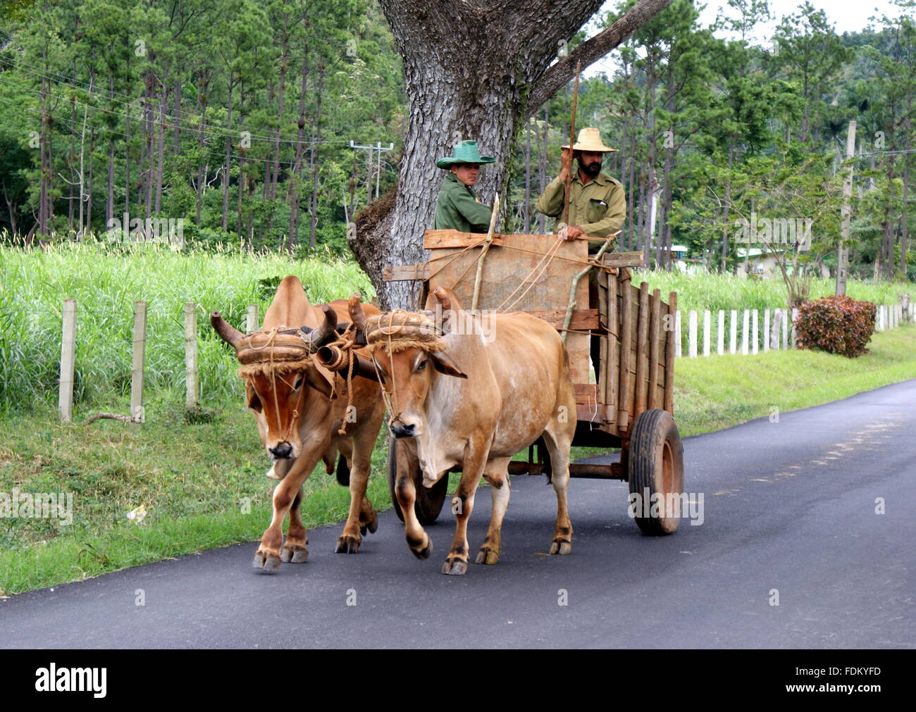 Oxen Pulling Cart High Resolution Stock Photography and Images - Alamy