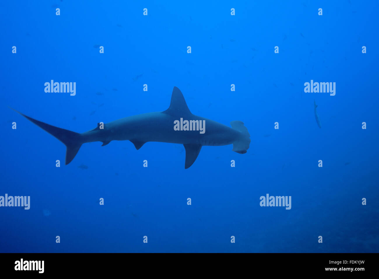 Shark fin above water hi-res stock photography and images - Alamy