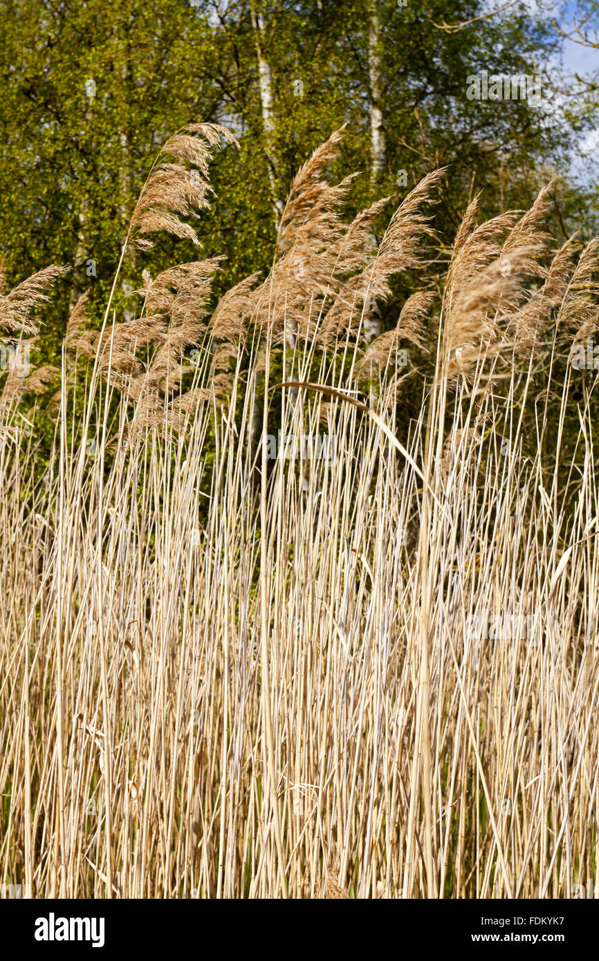 Reeds at Wicken Fen National Nature Reserve, Cambridgeshire, in April ...