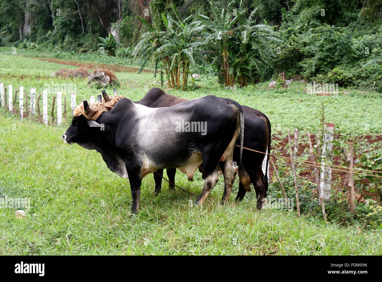 Yoke oxen to the plough hi-res stock photography and images - Alamy