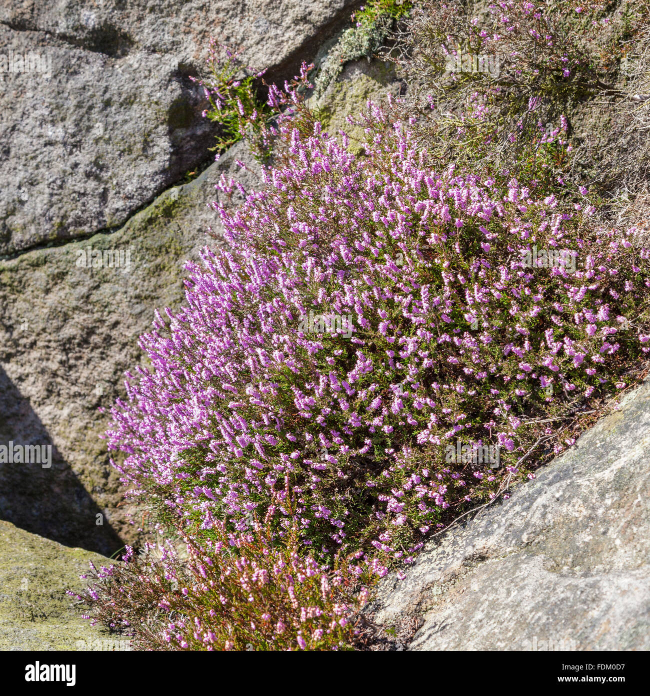 Heather calluna vulgaris hi-res stock photography and images - Alamy