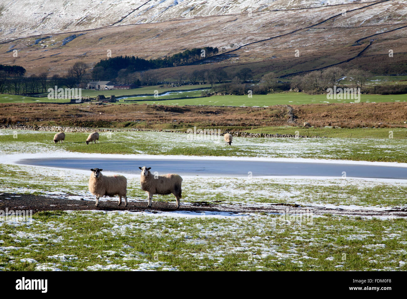 Sheep by a Frozen Pool below the Slopes of Whernside near Ribblehead ...