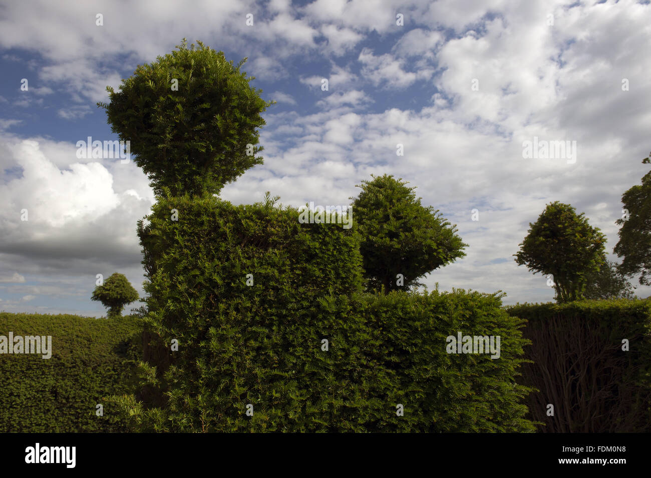 Topiary hedging between the Main Border and the Orchard at Lytes Cary ...