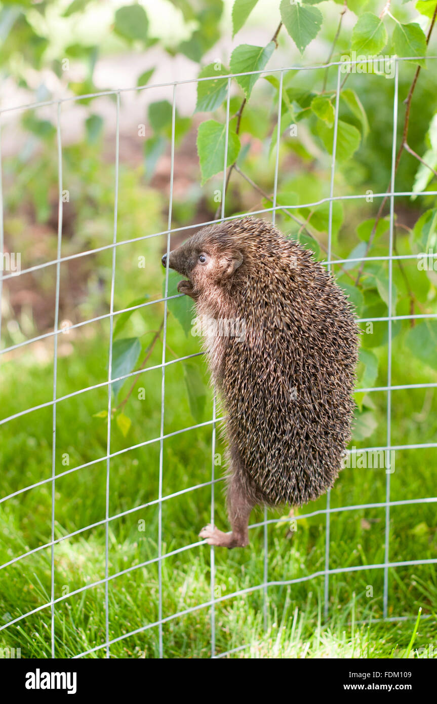 Hedgehog is climbing on a metal fence Stock Photo - Alamy
