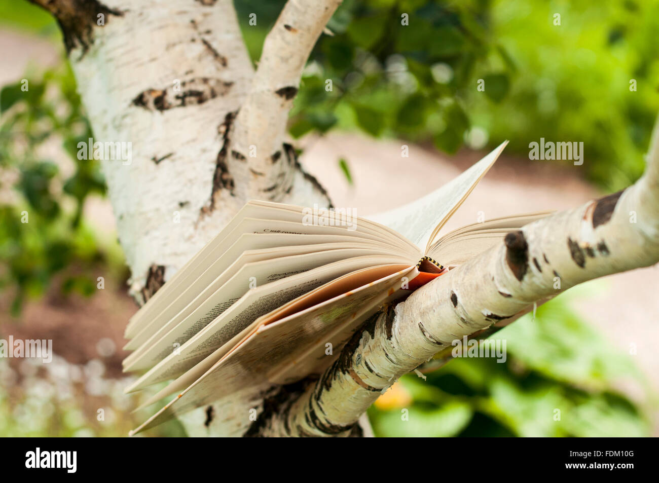 Birch books hi-res stock photography and images - Alamy