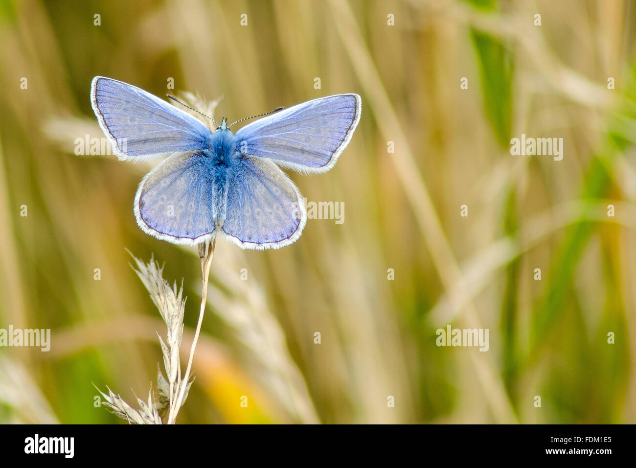 Common Blue Butterfly Stock Photo - Alamy