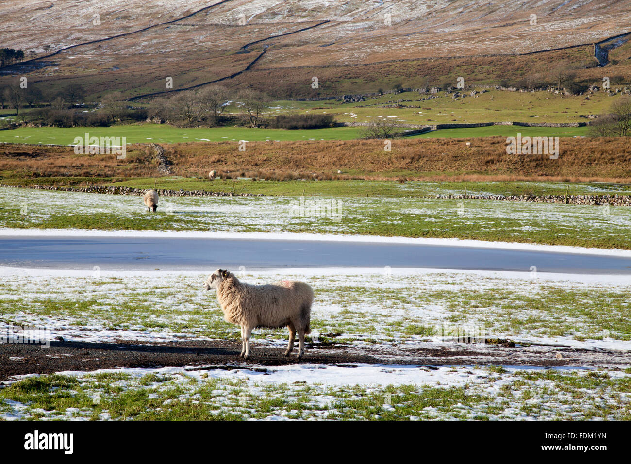 Sheep by a Frozen Pool below the Slopes of Whernside near Ribblehead ...