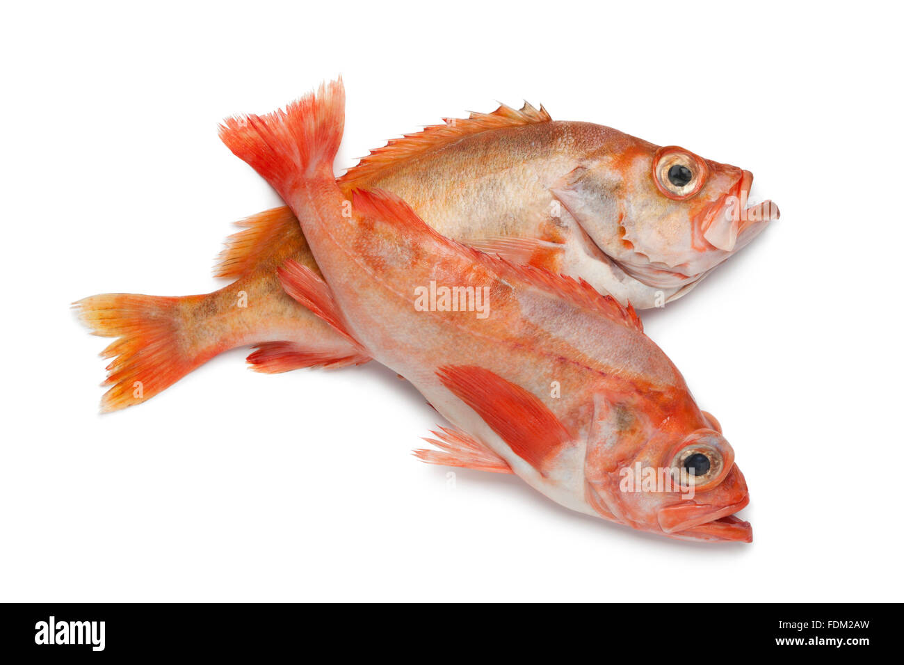 Pair of fresh raw redfishes on white background Stock Photo - Alamy
