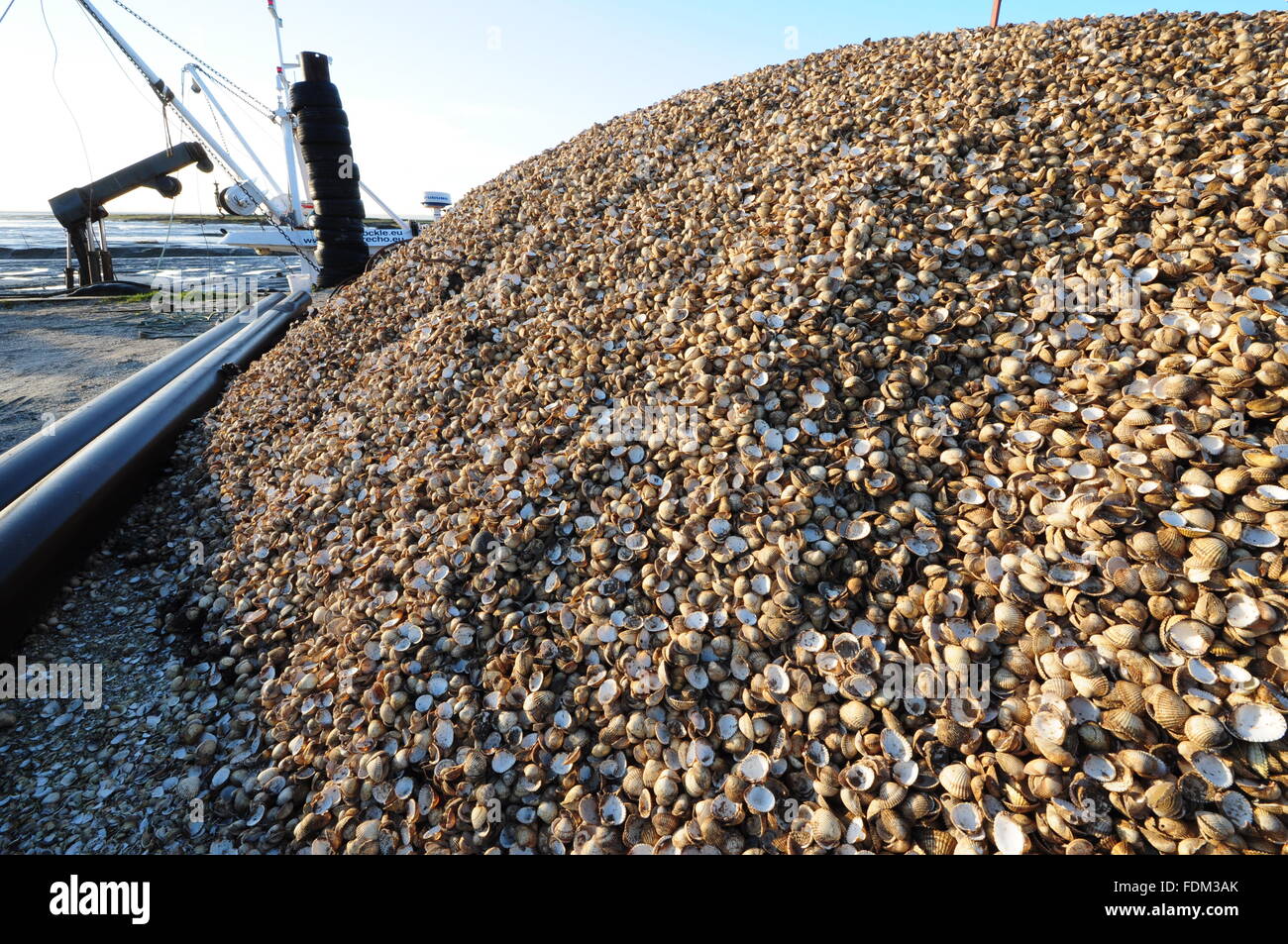 Cockle shells hi-res stock photography and images - Alamy