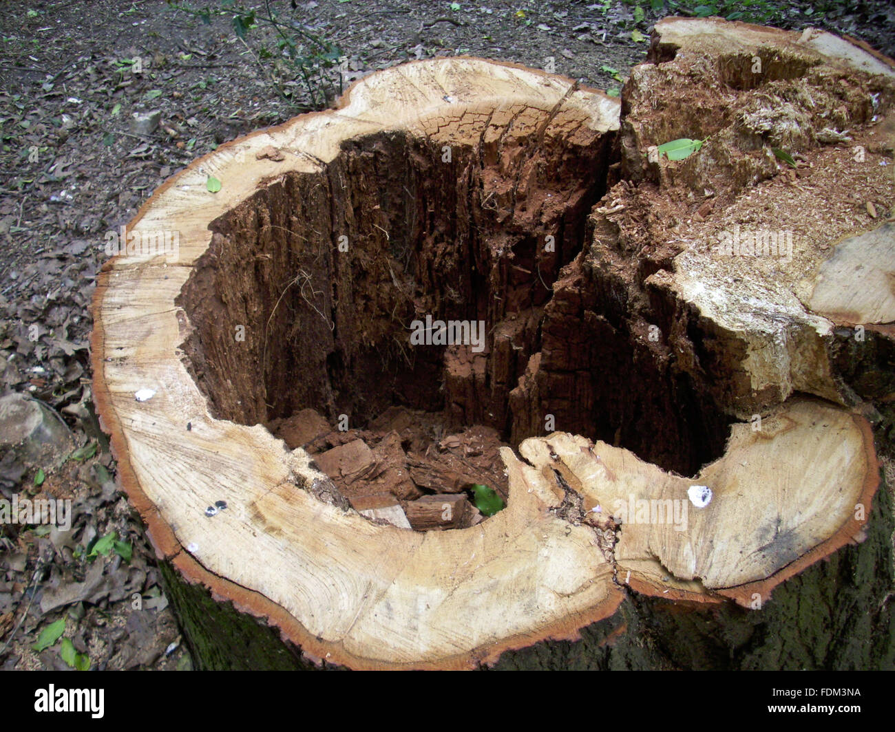 Dead Heartwood High Resolution Stock Photography and Images - Alamy
