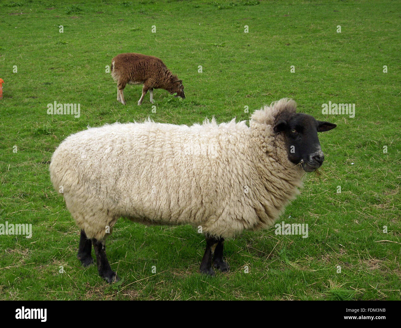 Black headed sheep Stock Photo - Alamy