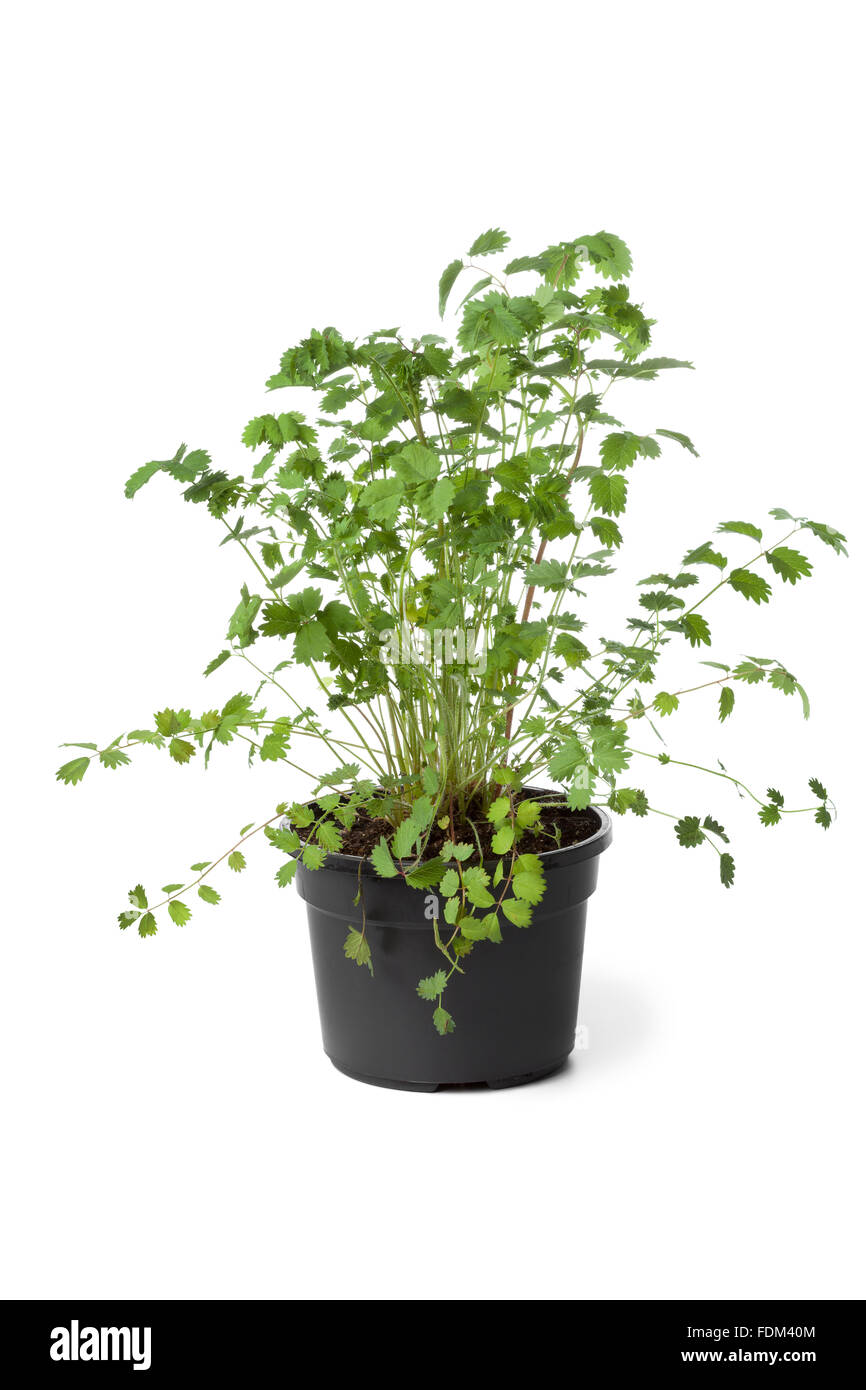 Pot with fresh Small burnet plant on white background Stock Photo - Alamy